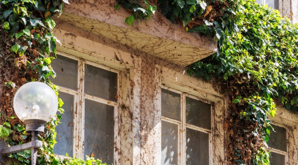 Myth or Truth: Will Ivy Destroy the Exterior of Your Home?