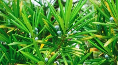 How to Plant, Grow, and Care for Podocarpus