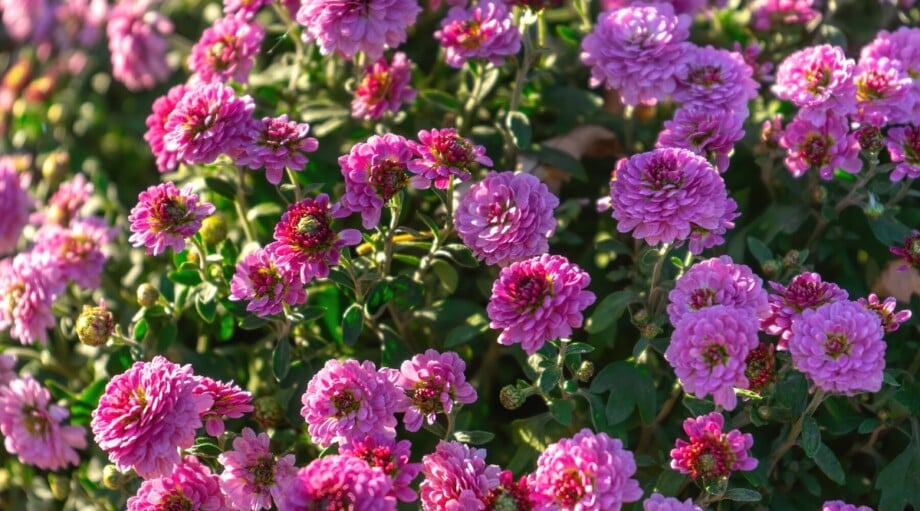 When is the Best Time to Plant Fall Mums?