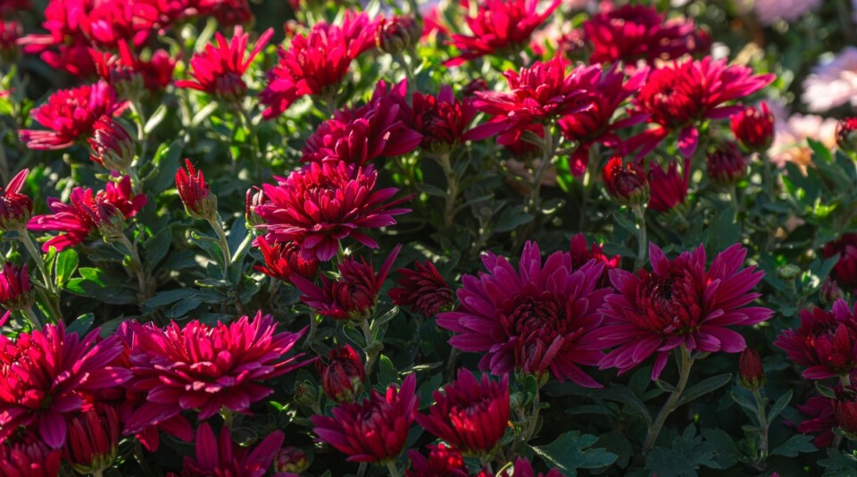When is the Best Time to Plant Fall Mums?