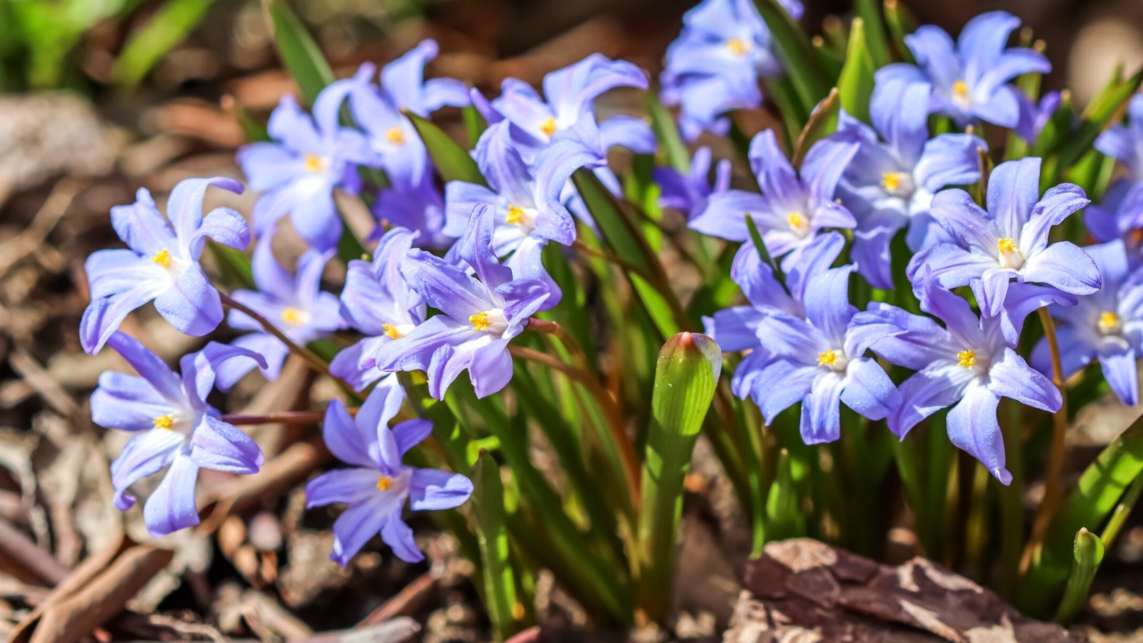 20 Bulbs to Plant in Fall for Gorgeous Spring Blooms