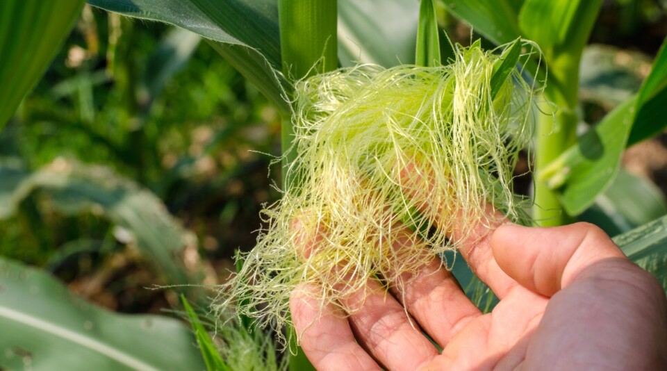 11 Corn-Growing Problems You Might Face
