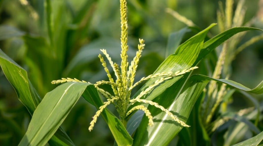 11 Corn-Growing Problems You Might Face