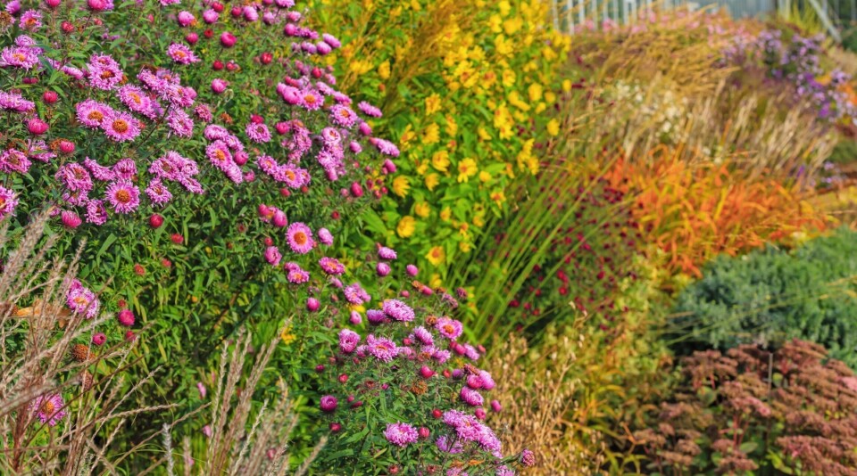 How to Design Your Landscape for Ultimate Fall Color