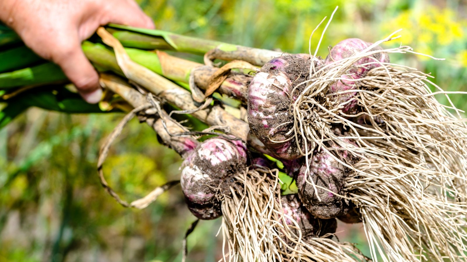 13 Varieties of Garlic to Plant This Fall