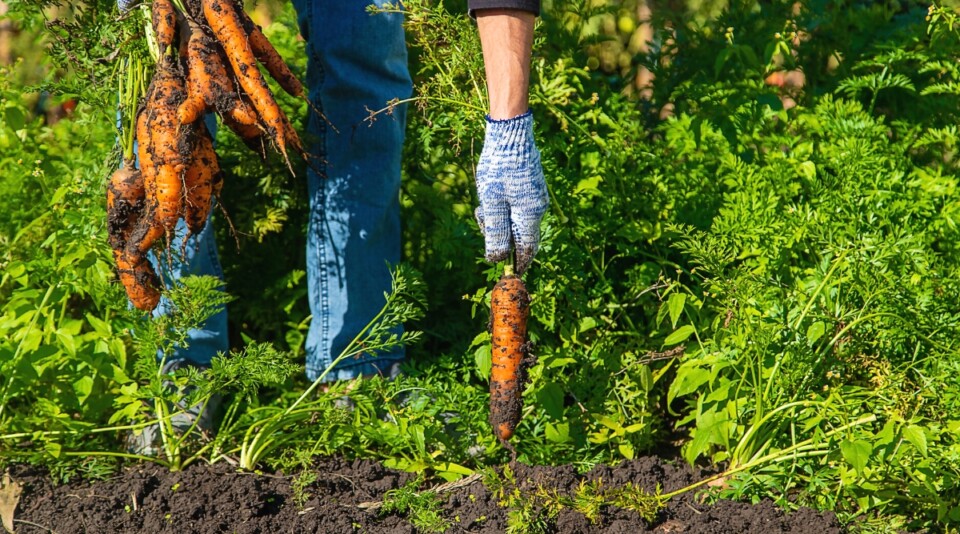 21 Crops to Plant in August for Fall Harvests