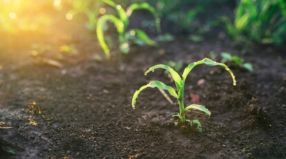 11 Corn-Growing Problems You Might Face