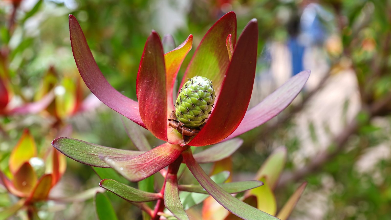 How to Plant, Grow, and Care for Conebush