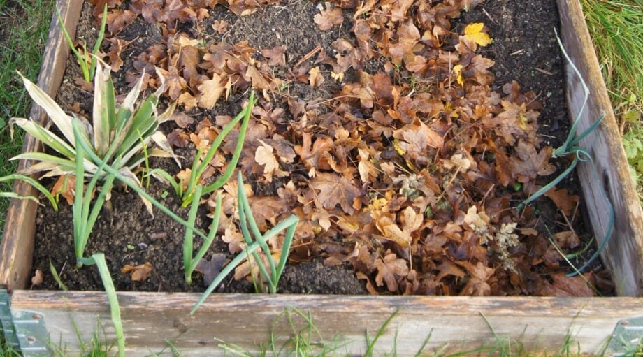 9 Tips for Putting Your Fall Garden to Bed