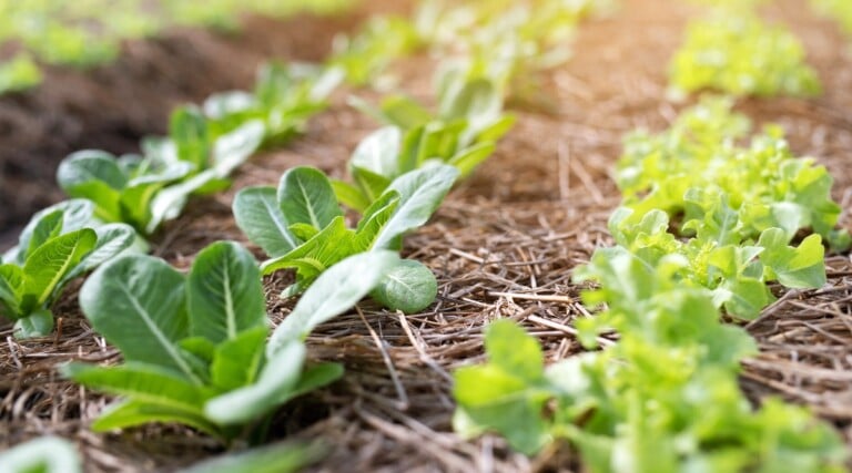 21 Crops to Plant in August for Fall Harvests