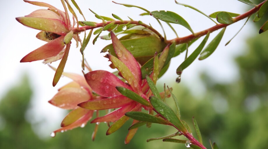 How to Plant, Grow, and Care for Conebush