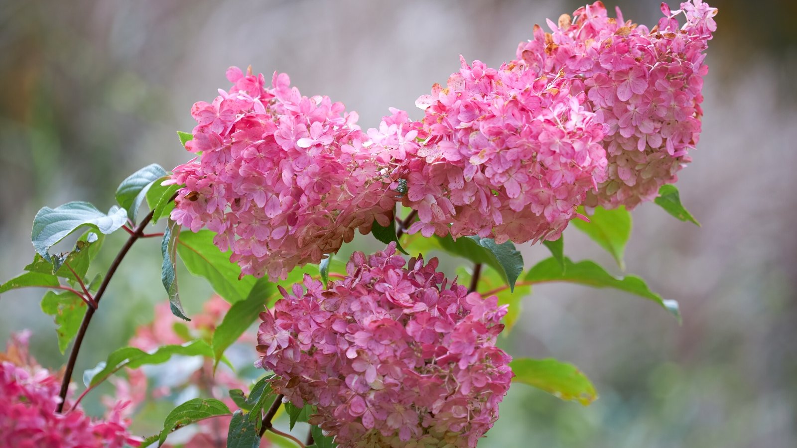 13 Low Maintenance Hydrangeas that Thrive on Neglect
