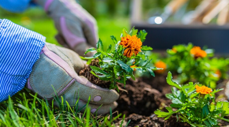 How to Plant a Biocontrolled Garden to Regulate Pests