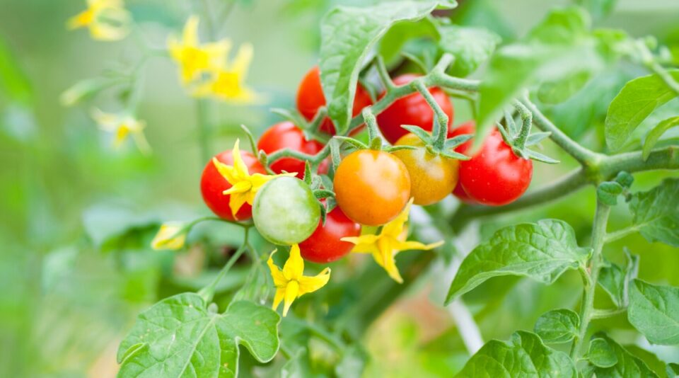 Plant Shaking: What is it, and Does it Actually Work?