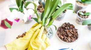 3 Simple Methods For Easily Propagating Orchids