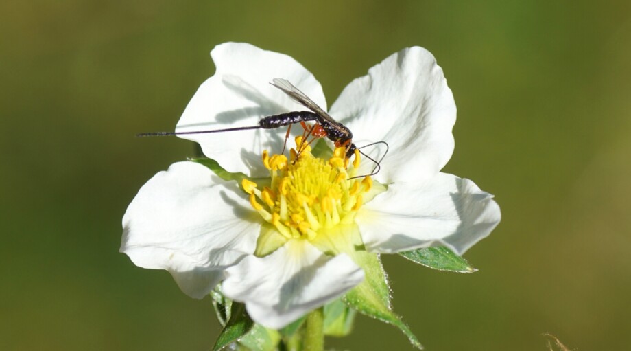 How to Plant a Biocontrolled Garden to Regulate Pests
