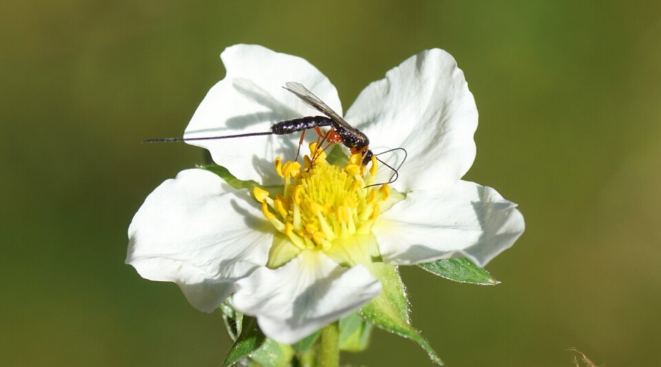 How to Plant a Biocontrolled Garden to Regulate Pests