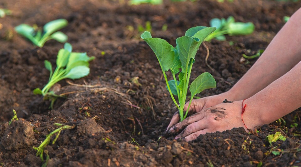 11 Gardening Tasks to do in August