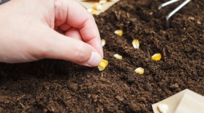11 Corn-Growing Problems You Might Face
