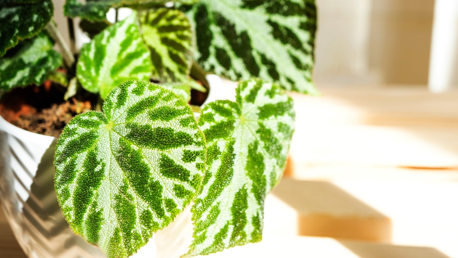 How to Propagate Begonias in 4 Easy Steps