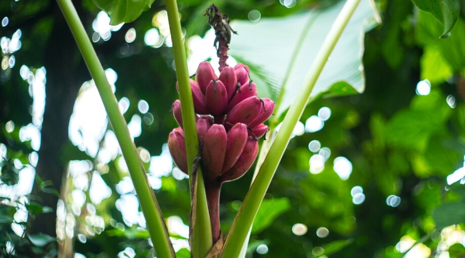 How to Plant, Grow, and Care for Banana Plants