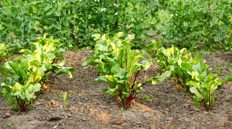Companion Planting Gone Wrong: 21 Planting Combinations to Avoid