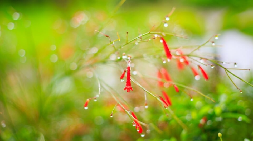 How to Plant, Grow, and Care for Firecracker Plants