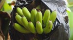 How to Plant, Grow, and Care for Banana Plants