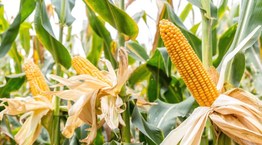 11 Corn-Growing Problems You Might Face