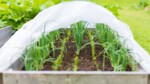 11 Amazing Uses For Row Cover in Your Garden