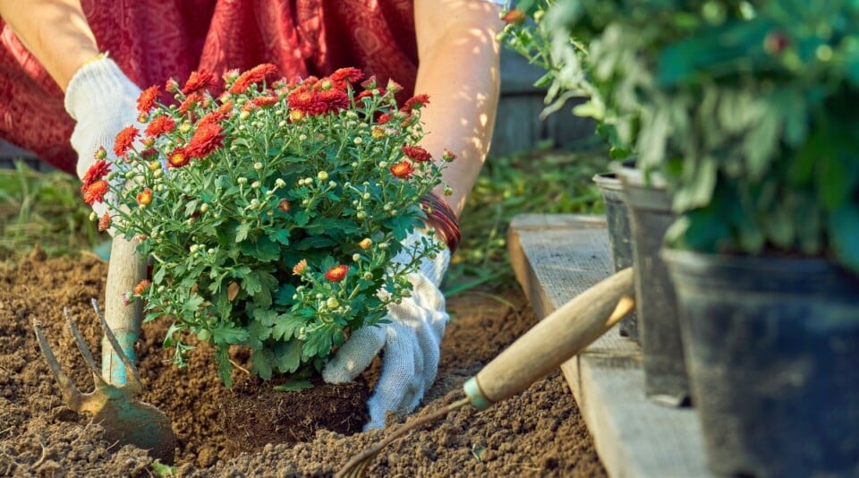 When is the Best Time to Plant Fall Mums?