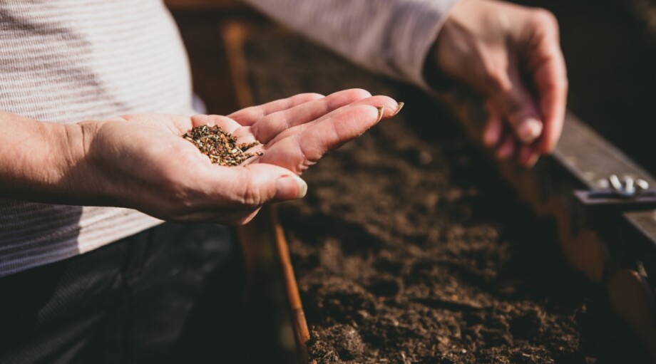 39 Seeds to Plant in Fall for Spring Blooms