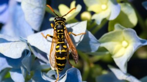 How to Plant a Biocontrolled Garden to Regulate Pests