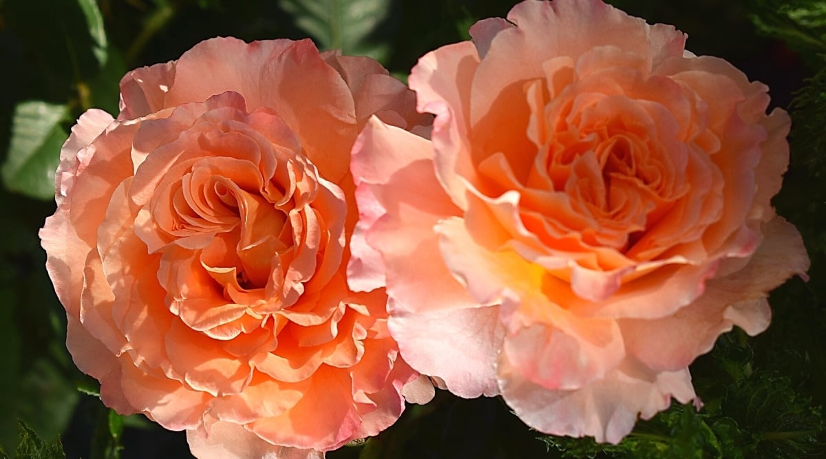 13 Beautiful Orange Rose Varieties for Vibrant Garden Color
