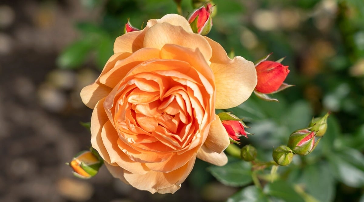 13 Beautiful Orange Rose Varieties for Vibrant Garden Color