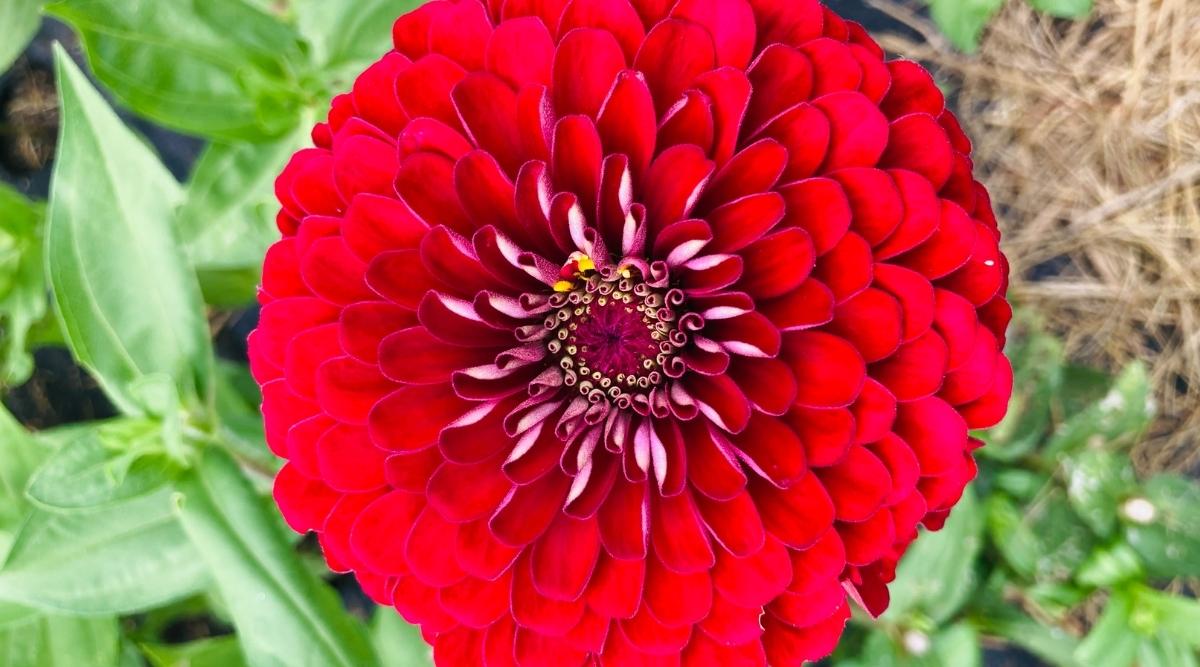Zinnia Varieties: 21 Different Types of Zinnias