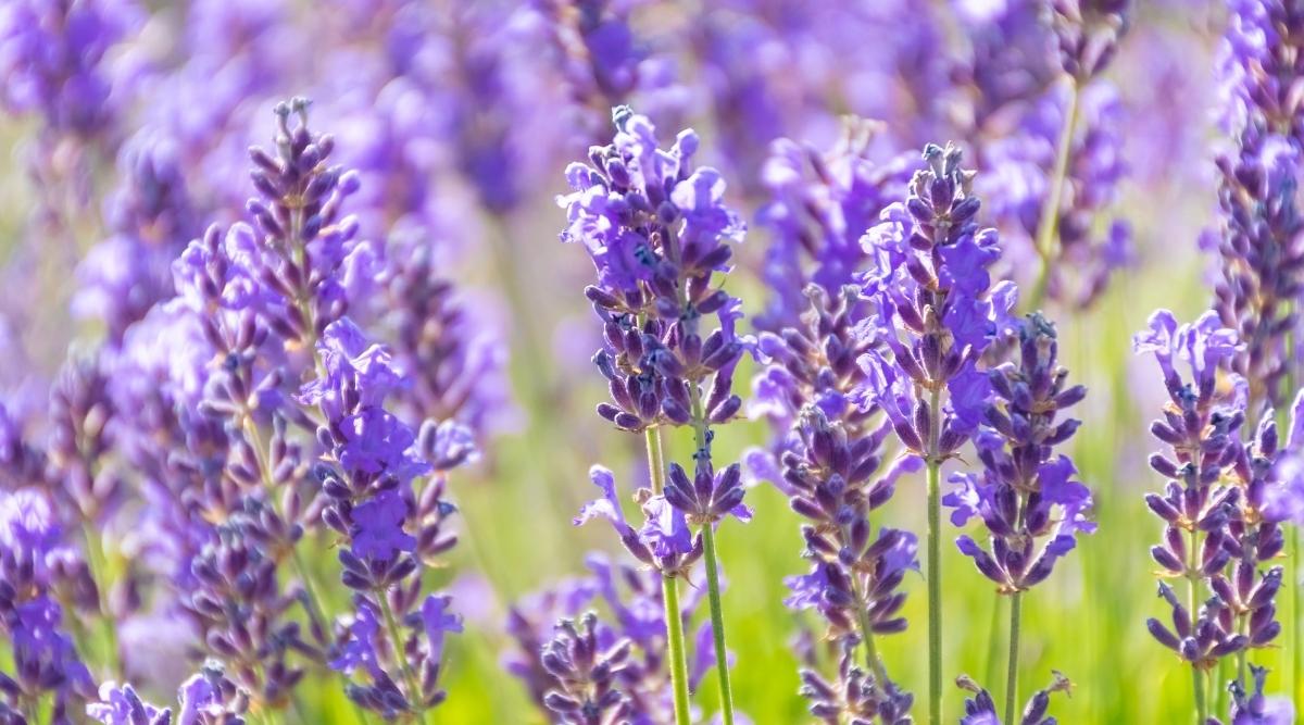 Lavender Varieties: 31 Different Types of Lavender Cultivars