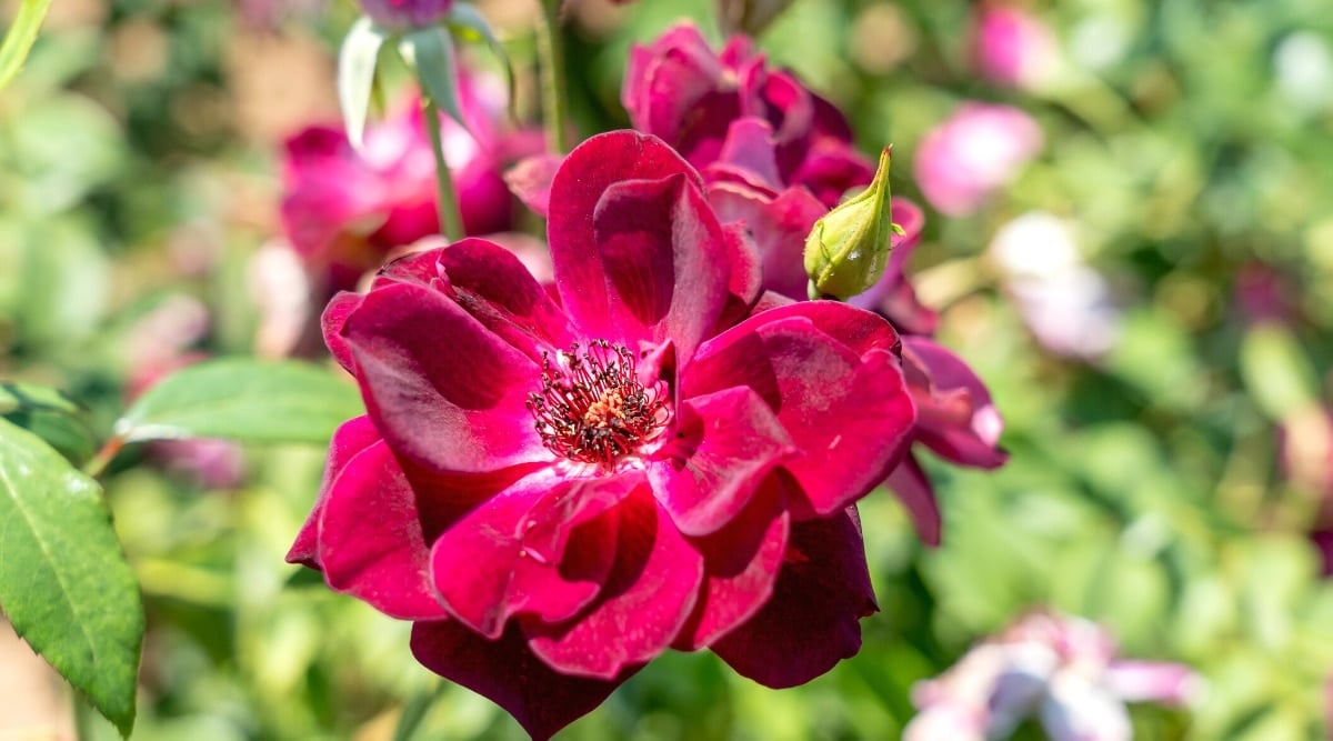 17 Deep and Moody Roses For a Dramatic Garden