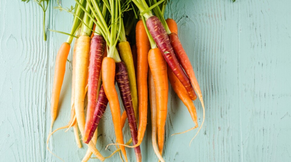 Sow these 19 Seeds with us in September!