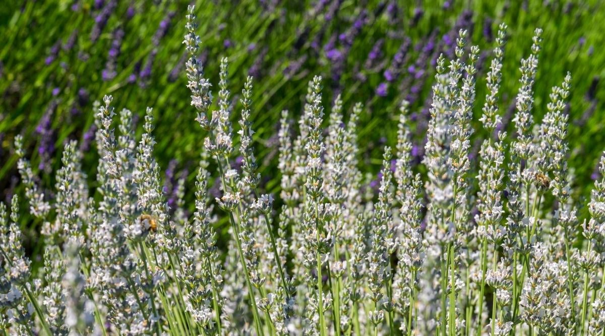 Lavender Varieties: 31 Different Types of Lavender Cultivars