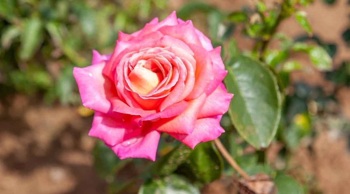 15 Roses With Large Blooming Flowers