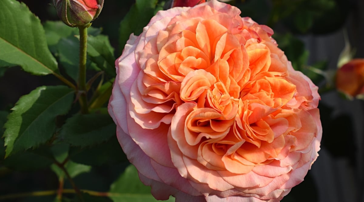 13 Beautiful Orange Rose Varieties for Vibrant Garden Color
