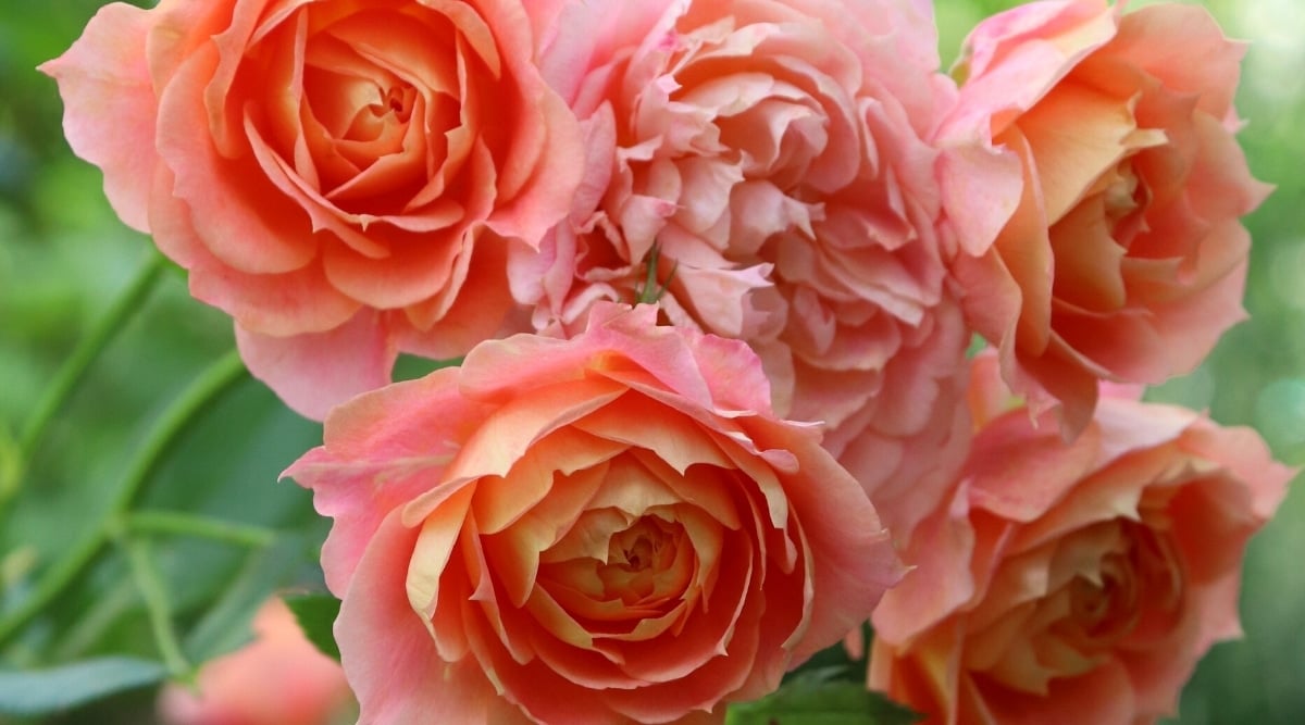 13 Beautiful Orange Rose Varieties for Vibrant Garden Color