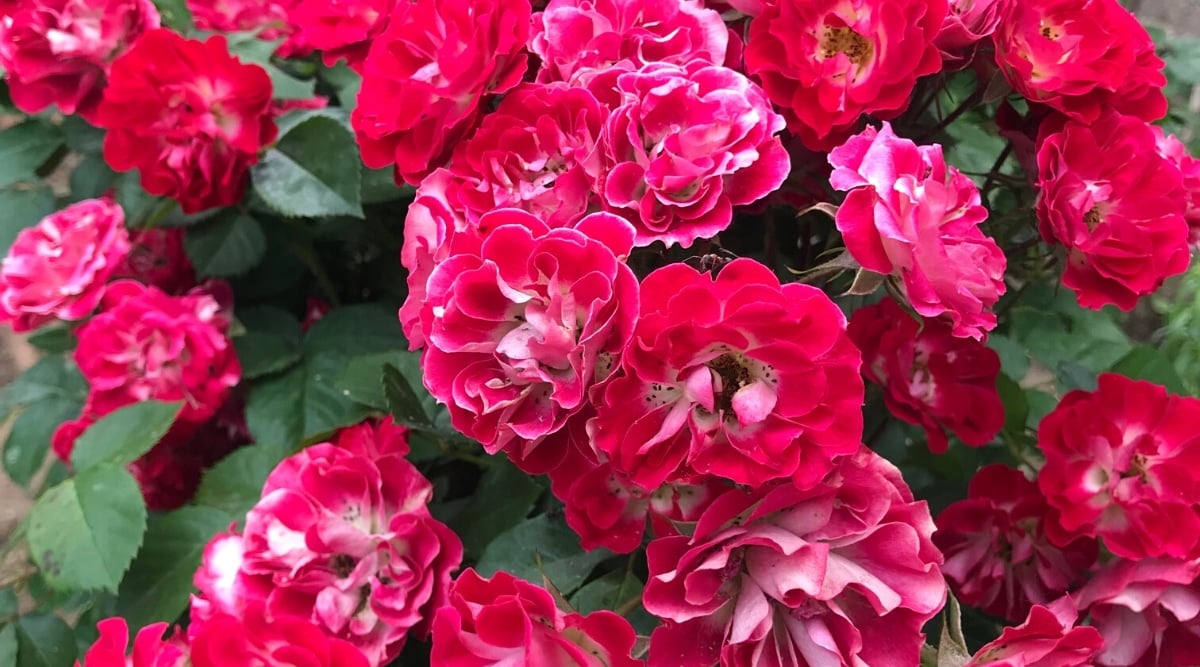 17 Beautiful Low Growing Ground Cover Roses