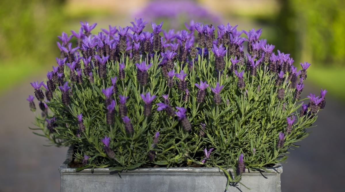 Lavender Varieties: 31 Different Types of Lavender Cultivars