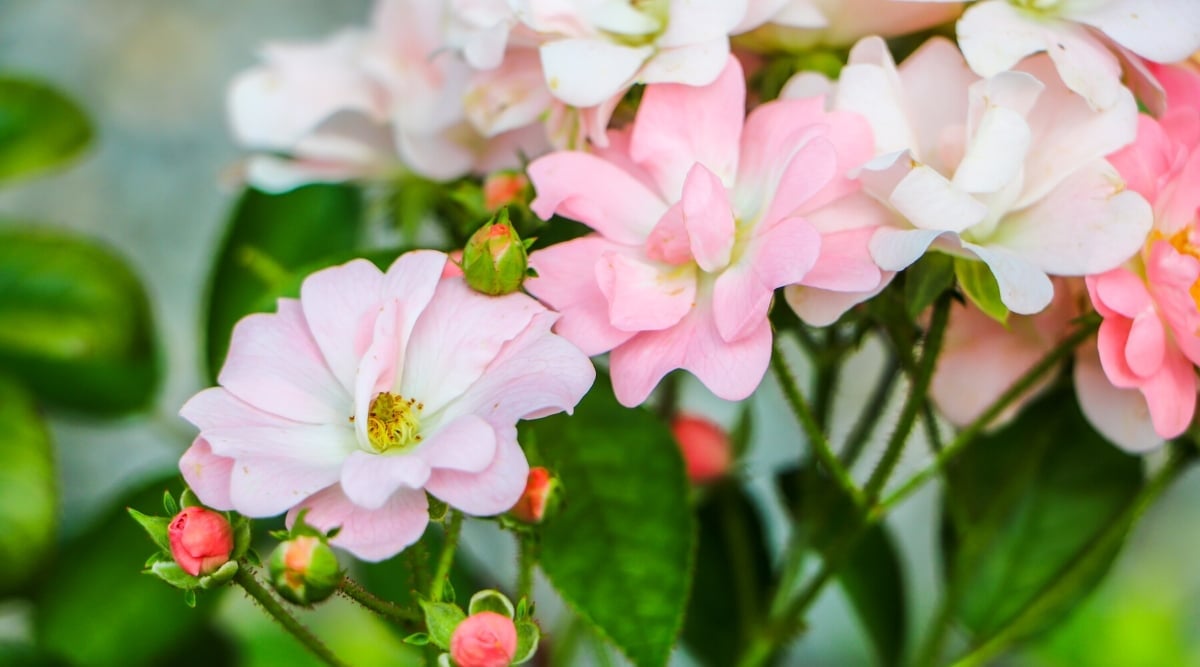 17 Beautiful Low Growing Ground Cover Roses