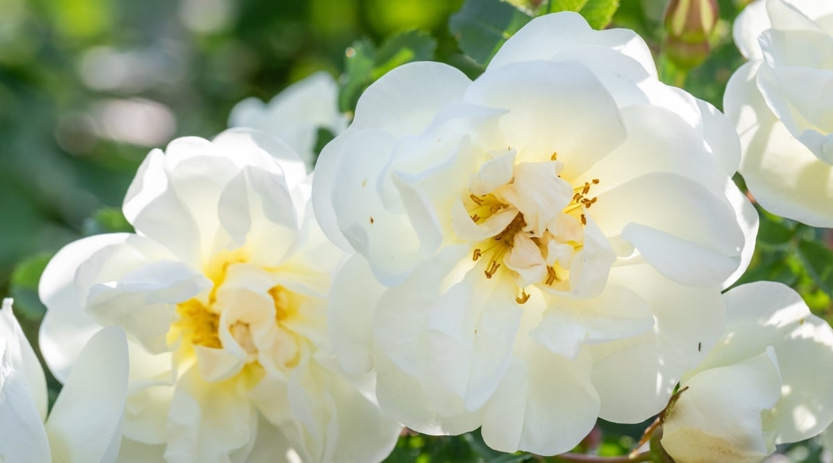 17 Beautiful Low Growing Ground Cover Roses