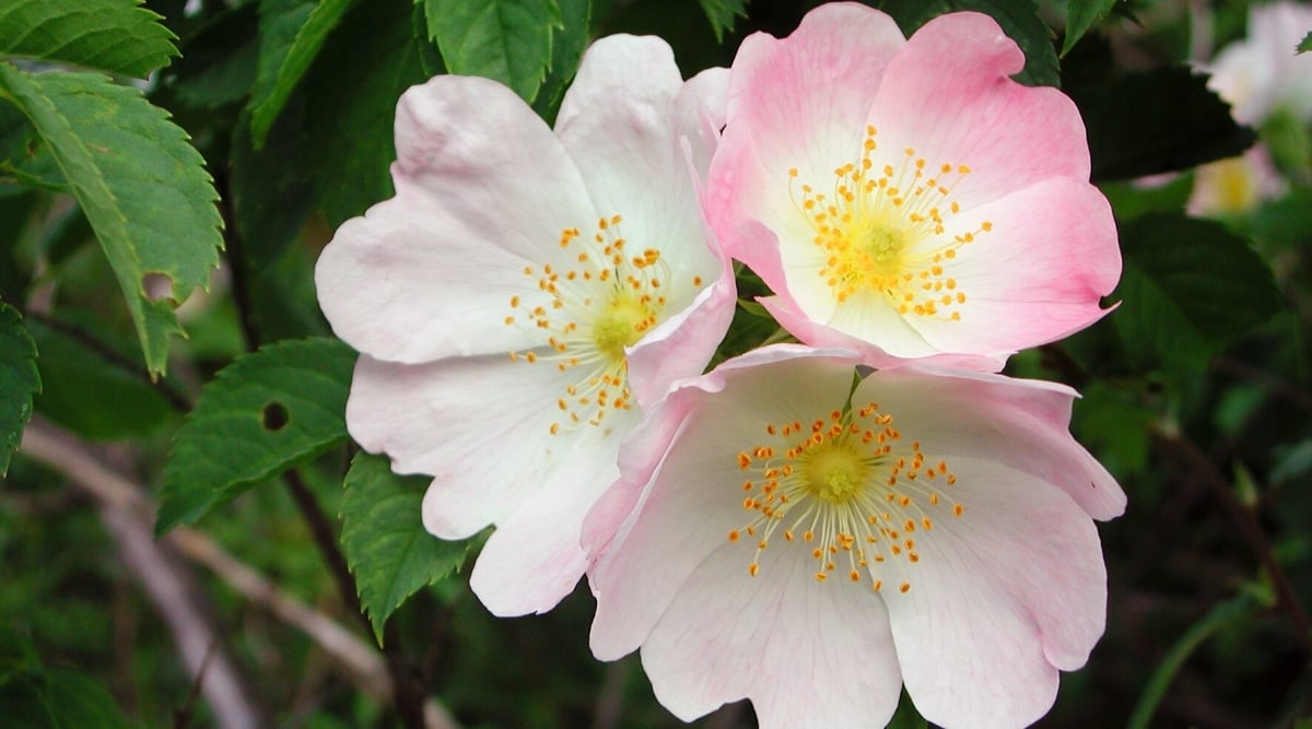 17 Unusual Roses For Unique Garden Appeal