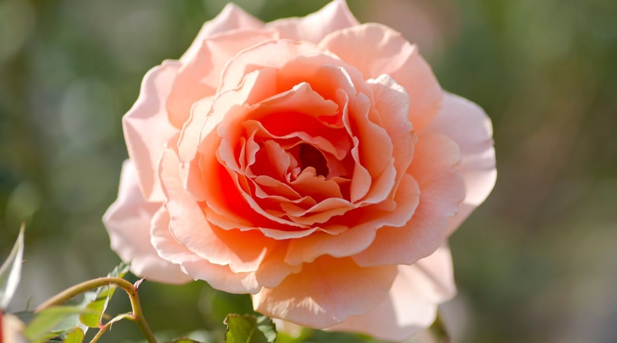 13 Beautiful Orange Rose Varieties for Vibrant Garden Color
