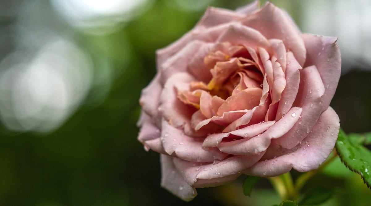 17 Unusual Roses For Unique Garden Appeal